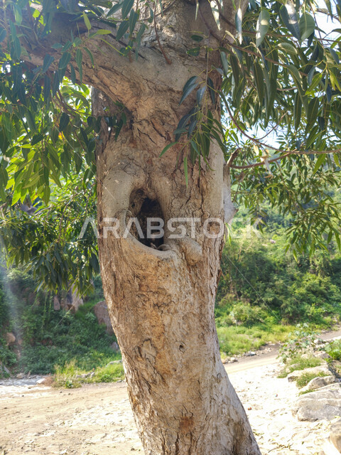 Green trees and plants in the Al-Fayfa Mountains in the south of the ...