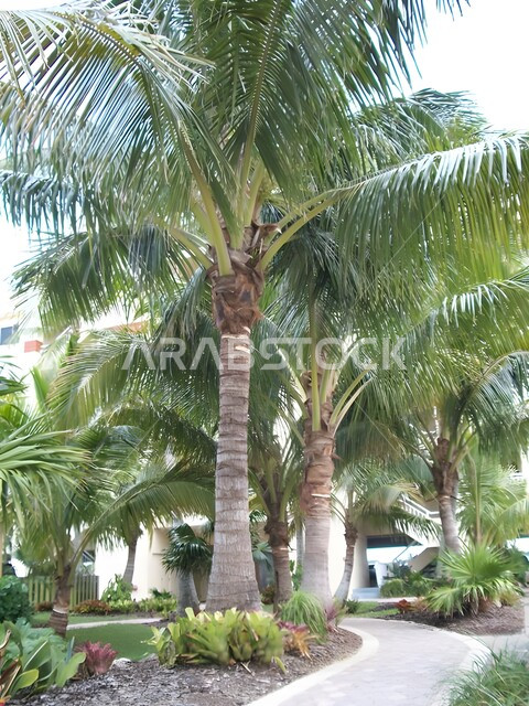 Natural reserve for palm cultivation, agricultural crops and local ...