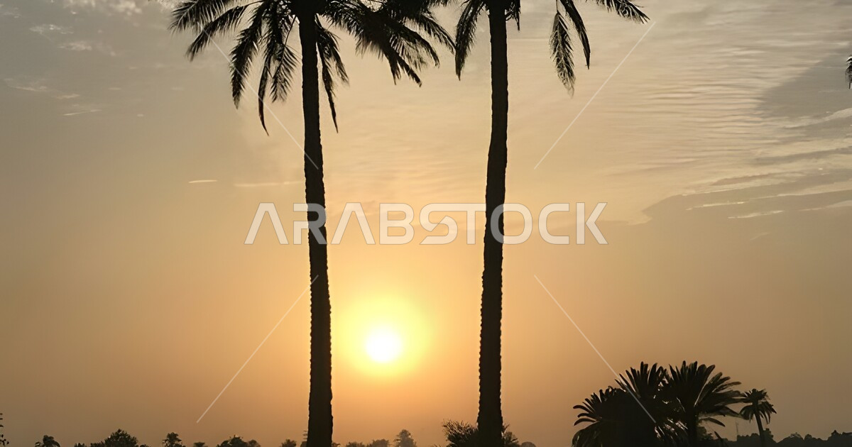 Green palm tree farms in Al-Ula Governorate, nature reserves in desert ...