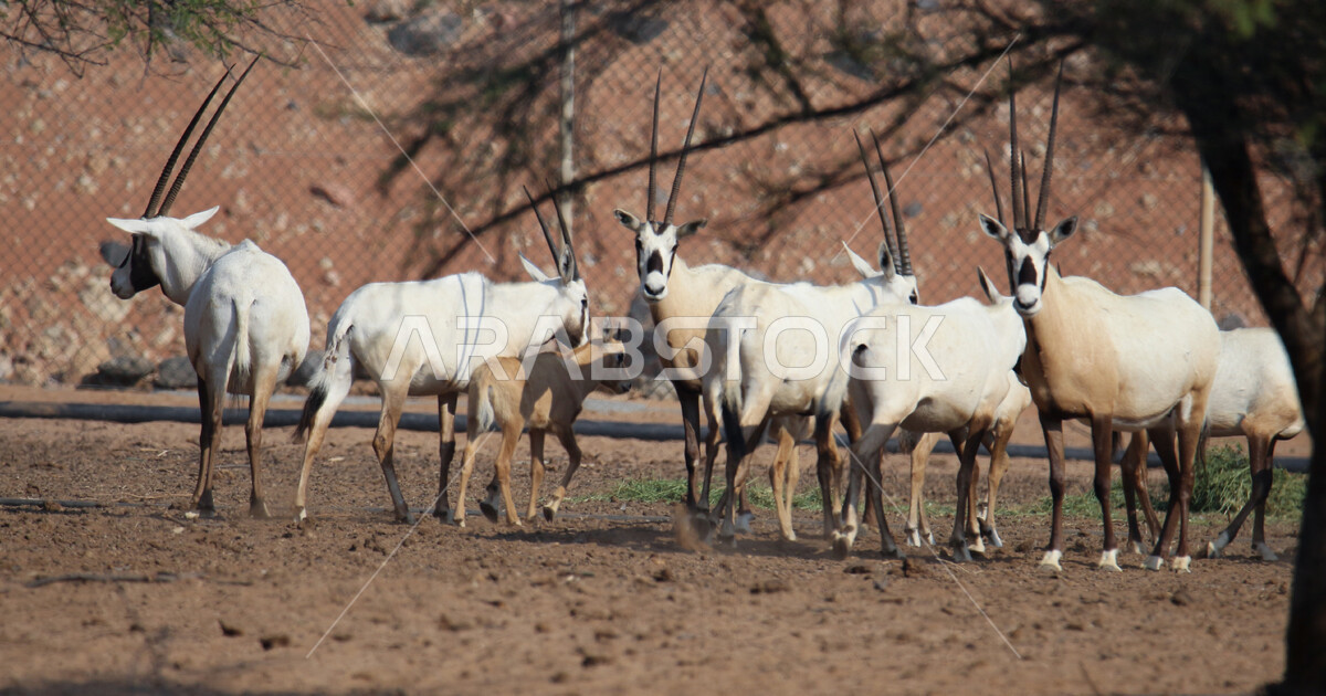 A picture of white Arabian Oryx with long straight horns and tail, Oryx ...