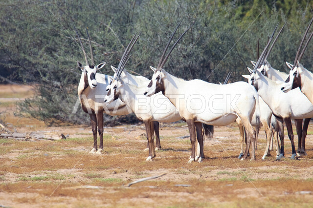A picture of white Arabian Oryx with long straight horns and tail, Oryx ...