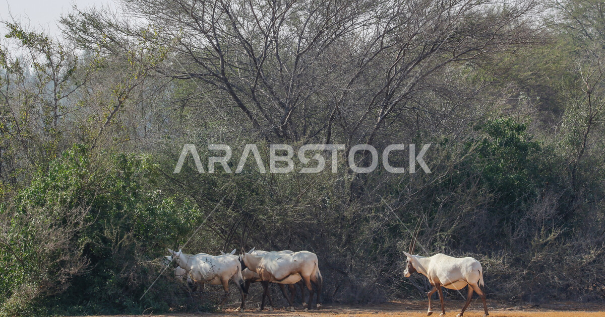 A picture of white Arabian Oryx with long straight horns and tail, Oryx ...