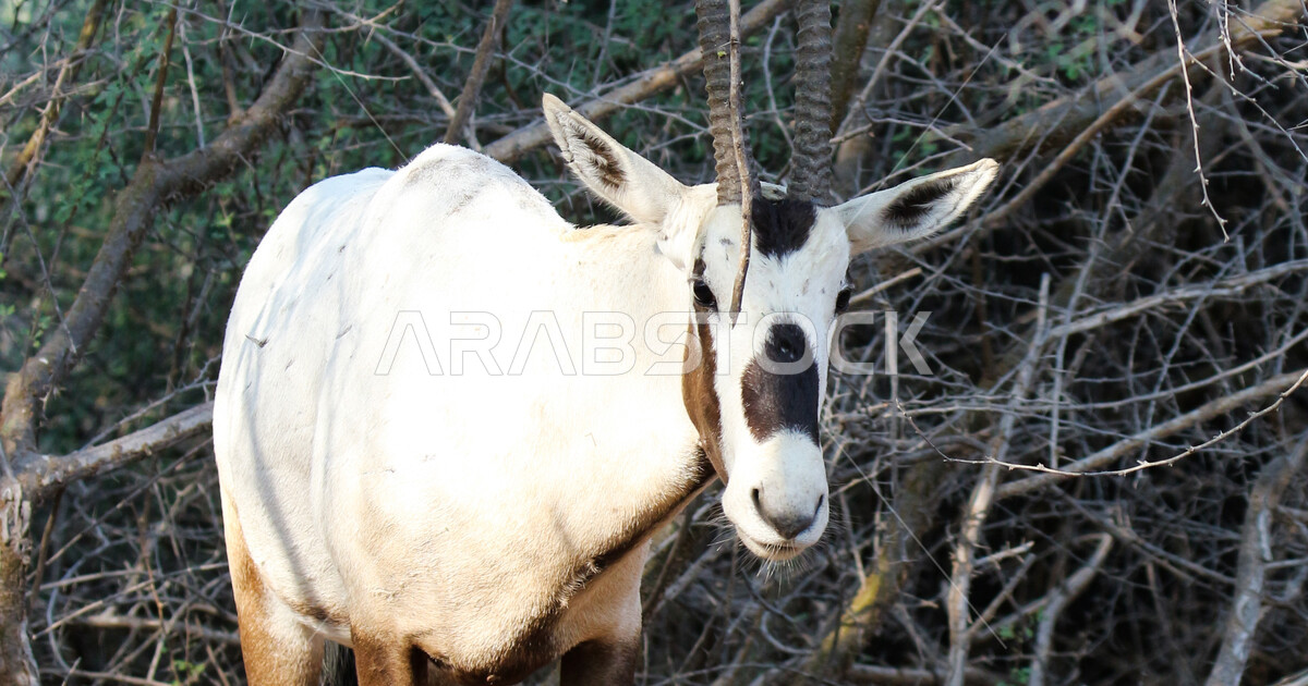 A picture of a white Arabian Oryx with long straight horns and a tail ...