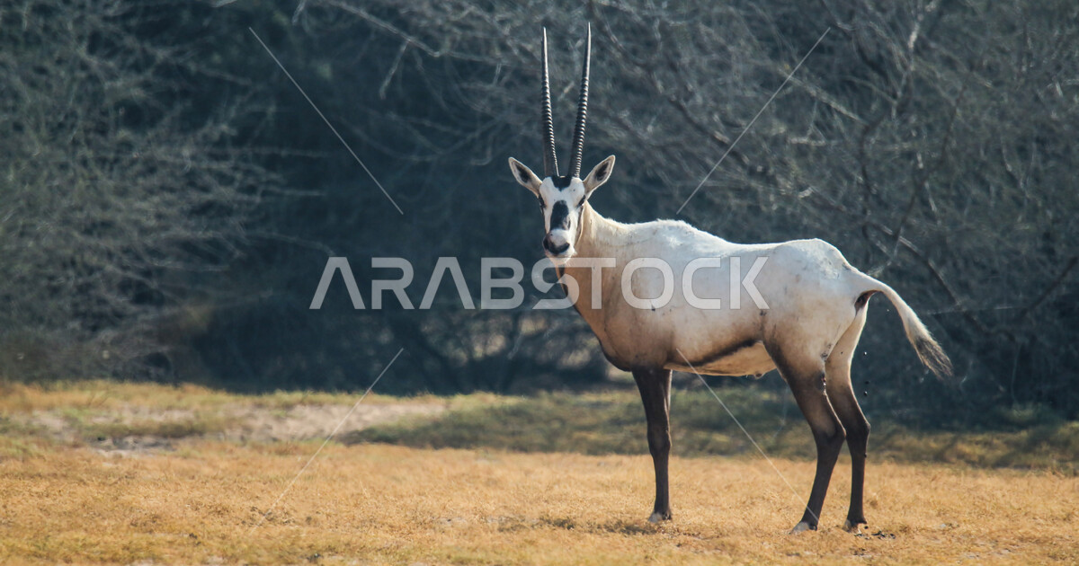 A picture of a white Arabian Oryx with long straight horns and a tail ...