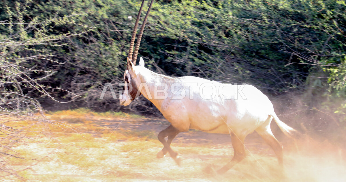 A picture of a white Arabian Oryx with long straight horns and a tail ...