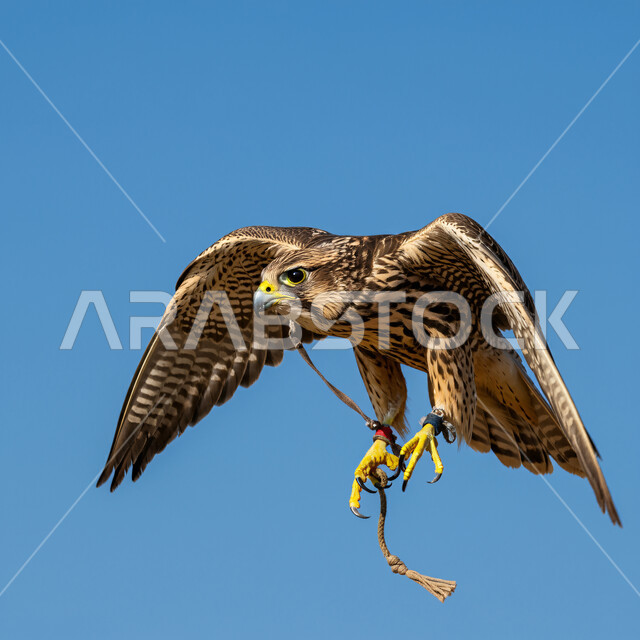 A symbol of strength, challenge and sharp vision, a falcon soars in a ...