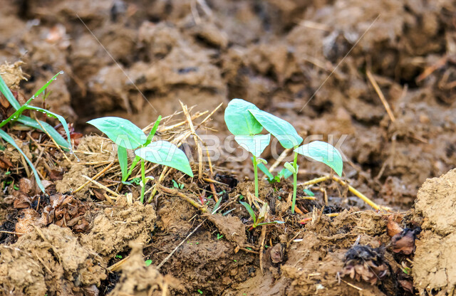 Plant and young seedlings in the stage of growth in fertile soil ...