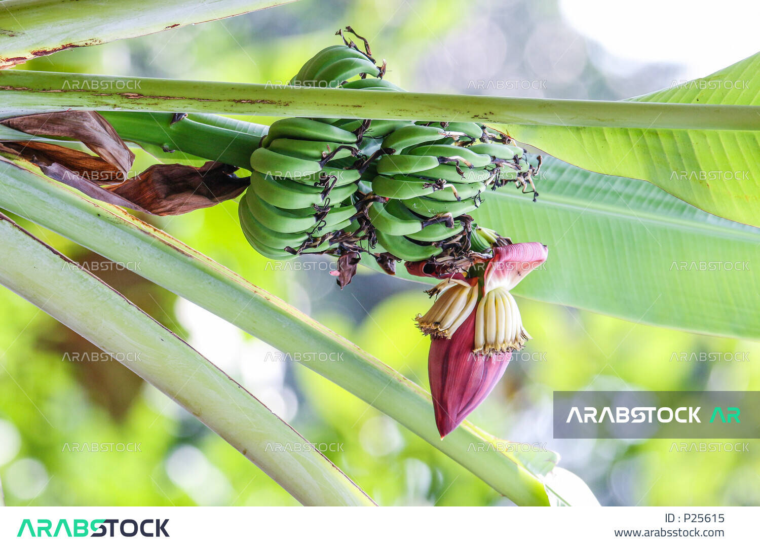 Banana fruit trees, a delicious fruit, wonderful fruits and plants, the ...