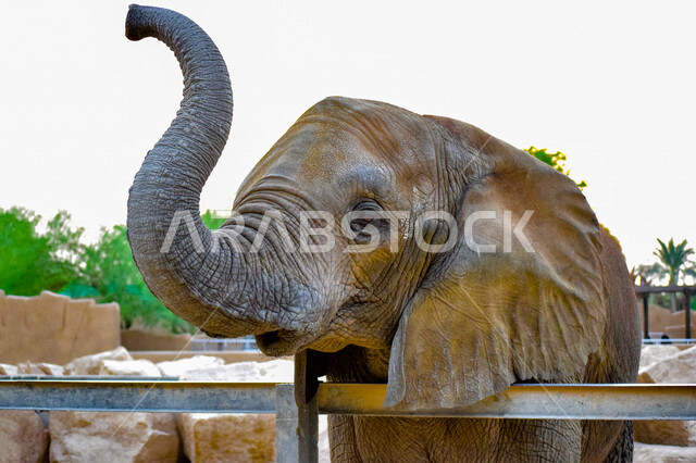 A picture of an elephant in a zoo, Al-Malaz Zoo in Riyadh, Saudi Arabia ...