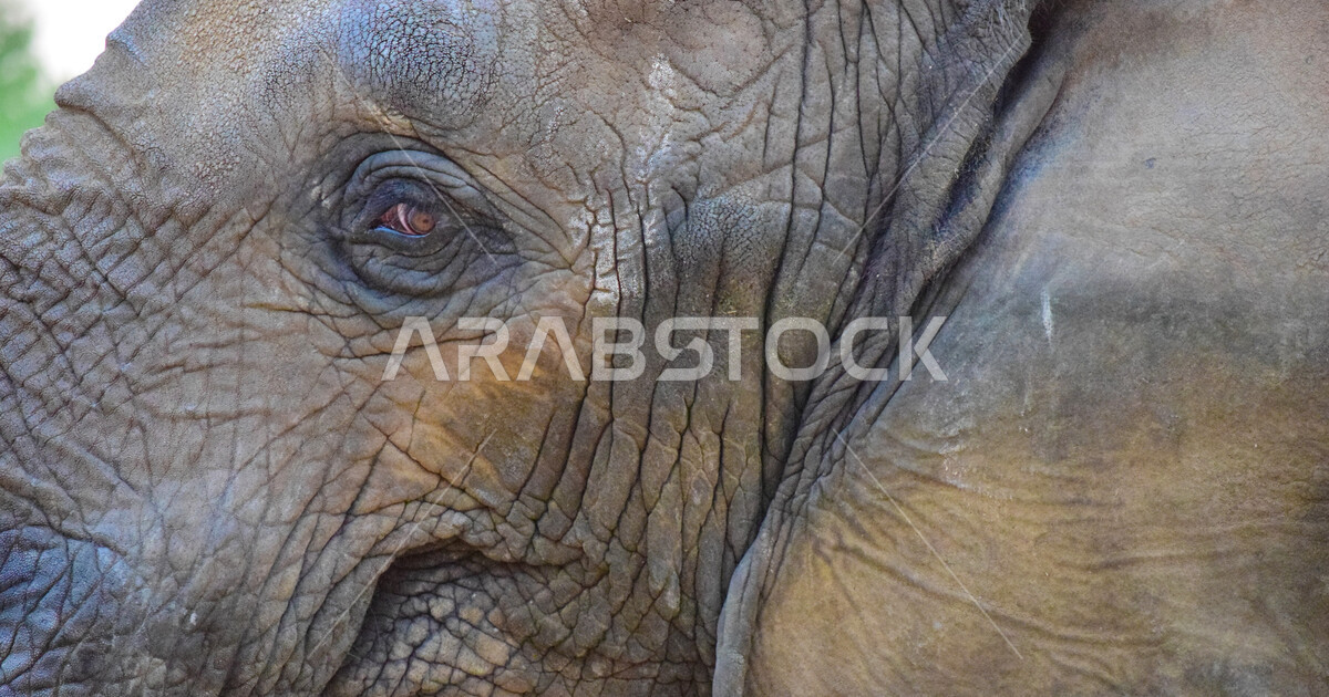 A picture of an elephant in a zoo, Al-Malaz Zoo in Riyadh, Saudi Arabia ...