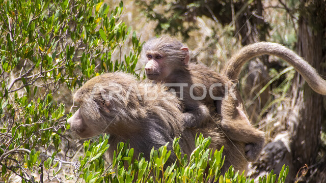 A group of wild monkeys sitting among natural trees in the mountainous ...