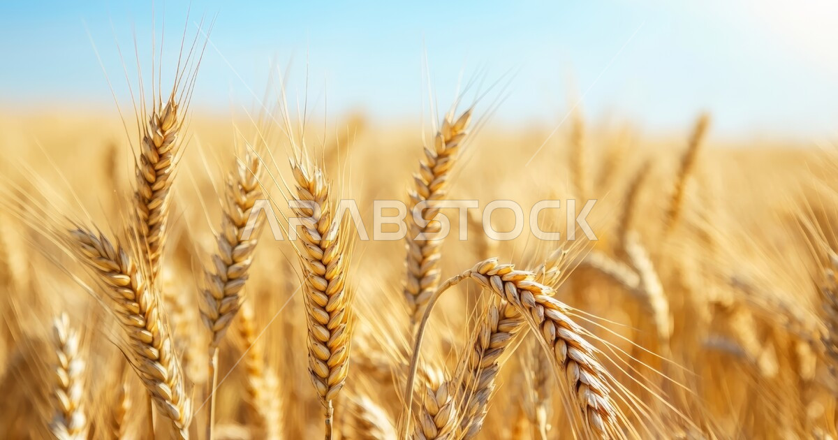Golden ears of wheat shining in the sun, wheat fields and farms, local ...