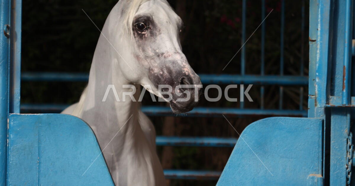 A picture of a white purebred Arabian horse, a beautiful Arabian horse ...