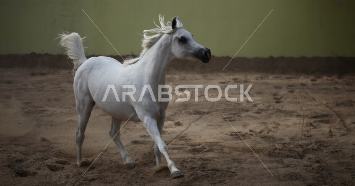 Pure White Arabian Horse