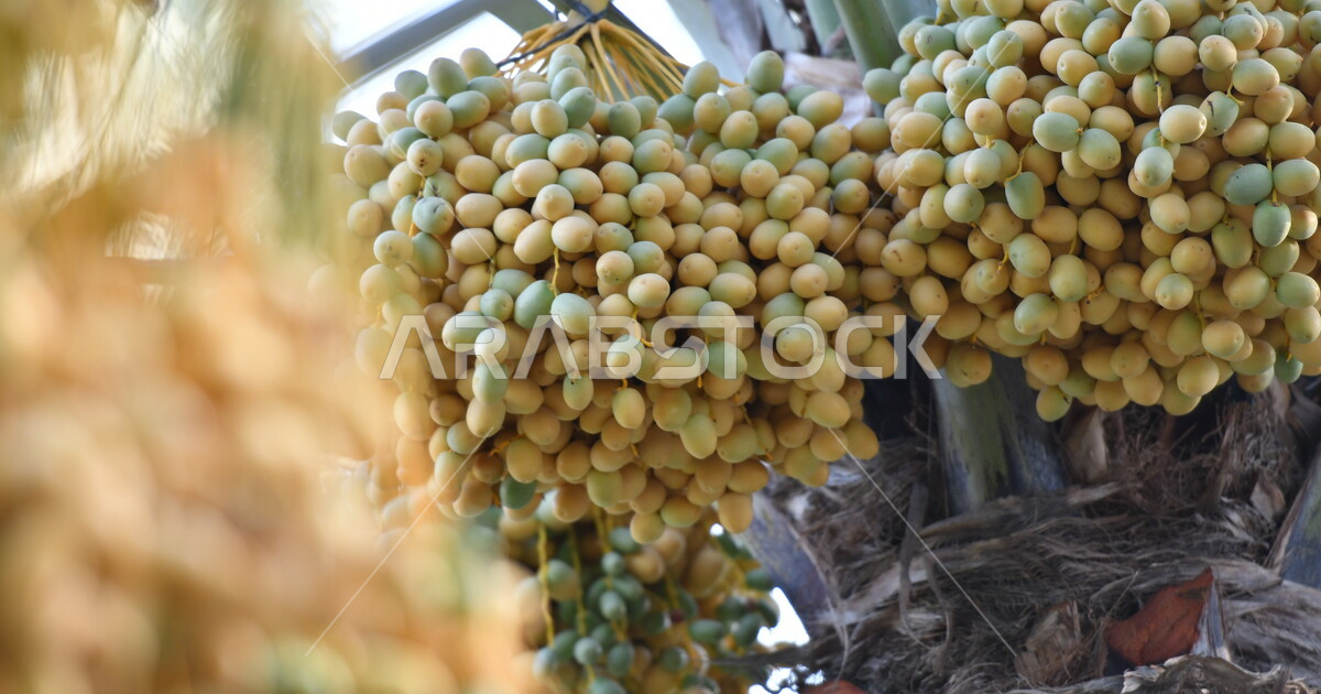 Fruitful palm trees in the Kingdom of Saudi Arabia, farms for the ...
