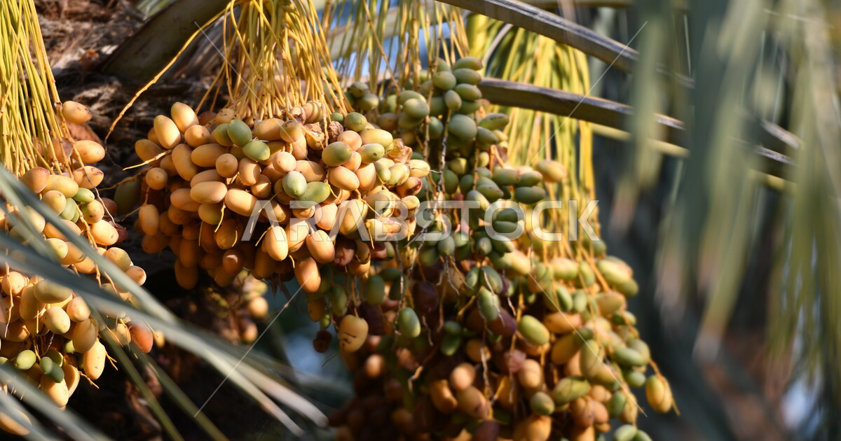 Fruitful palm trees in the Kingdom of Saudi Arabia, farms for the ...