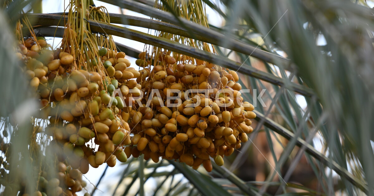 Fruitful palm trees in the Kingdom of Saudi Arabia, farms for the ...