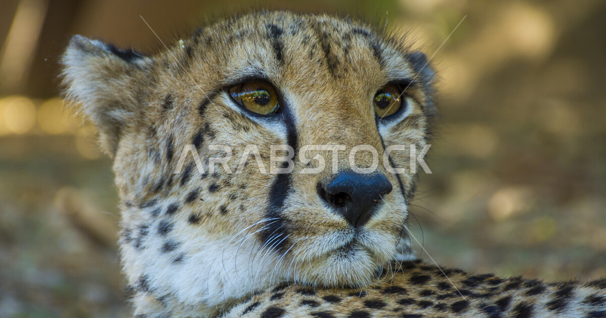 A picture of a cheetah in one of the gardens of the Kingdom of Saudi ...