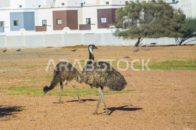 A picture of emo birds in one of the farms for raising emu, a nature ...