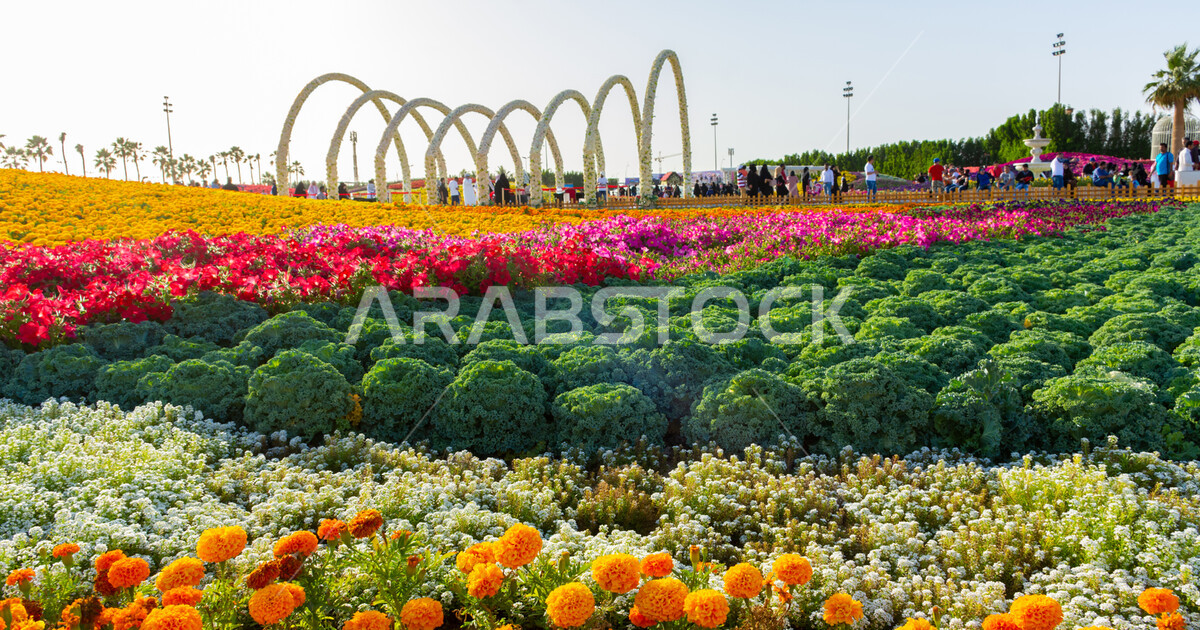 الأزهار الملونة المتفتحة، مهرجان ومعرض الزهور في مدينة ينبع، استقطاب ...