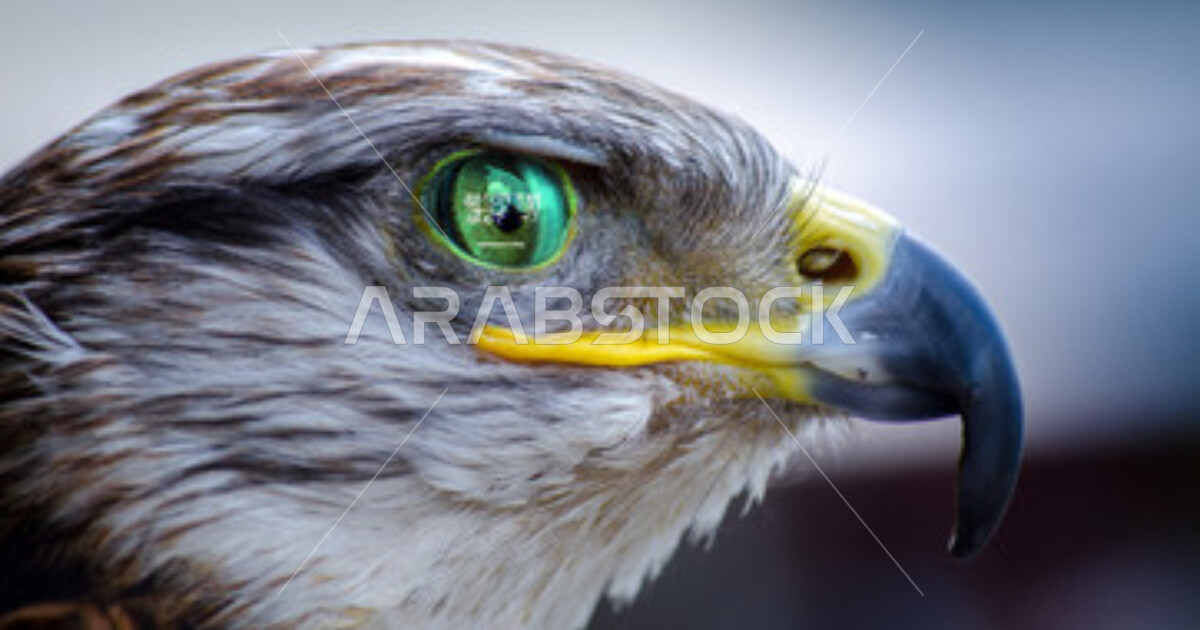 Establishing authentic Arab values and customs, close-up of a falcon ...