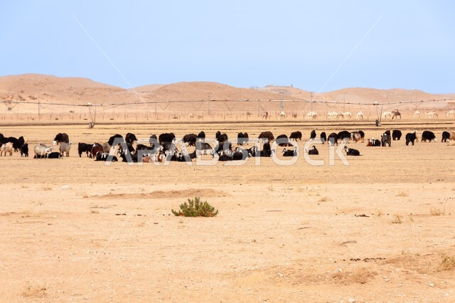 Desert nature in Saudi Arabia, soft golden sand in the desert, a herd ...