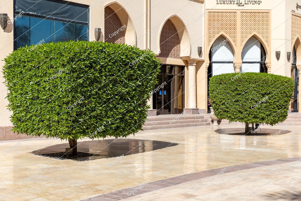 Beautiful decorated green trees in the front yard of the Porto Arabia ...
