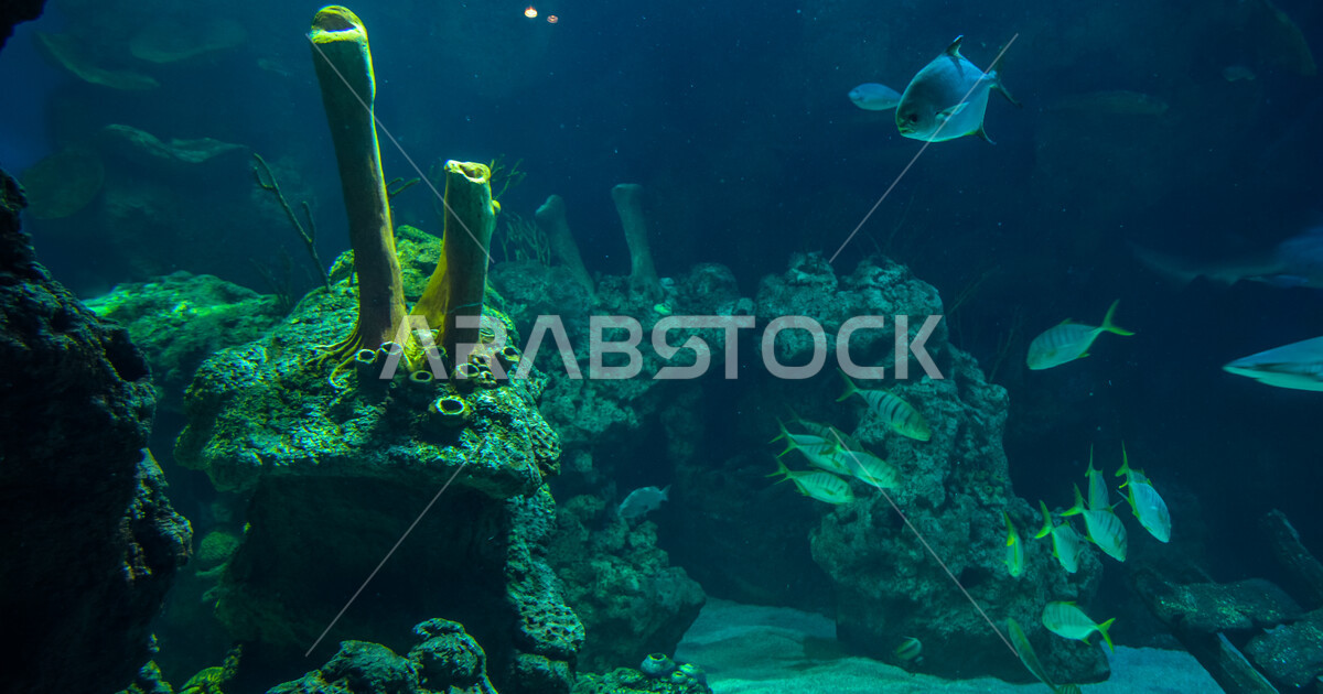 A picture of the fish inside the Fakih Aquarium in Jeddah in the ...