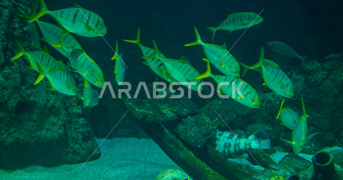 A picture of the fish inside the Fakih Aquarium in Jeddah in the ...