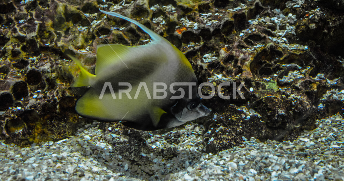 A picture of the fish inside the Fakih Aquarium in Jeddah in the ...