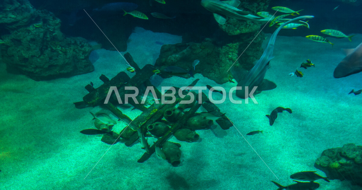 A picture of the fish inside the Fakih Aquarium in Jeddah in the ...