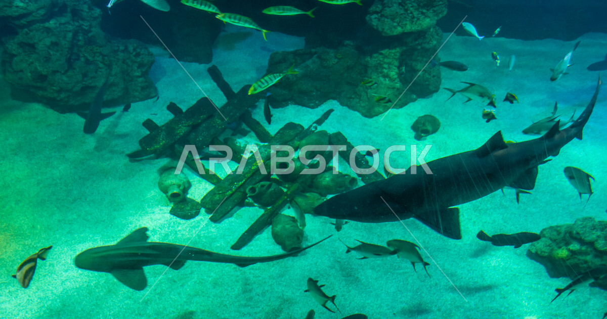 A picture of the fish inside the Fakih Aquarium in Jeddah in the ...