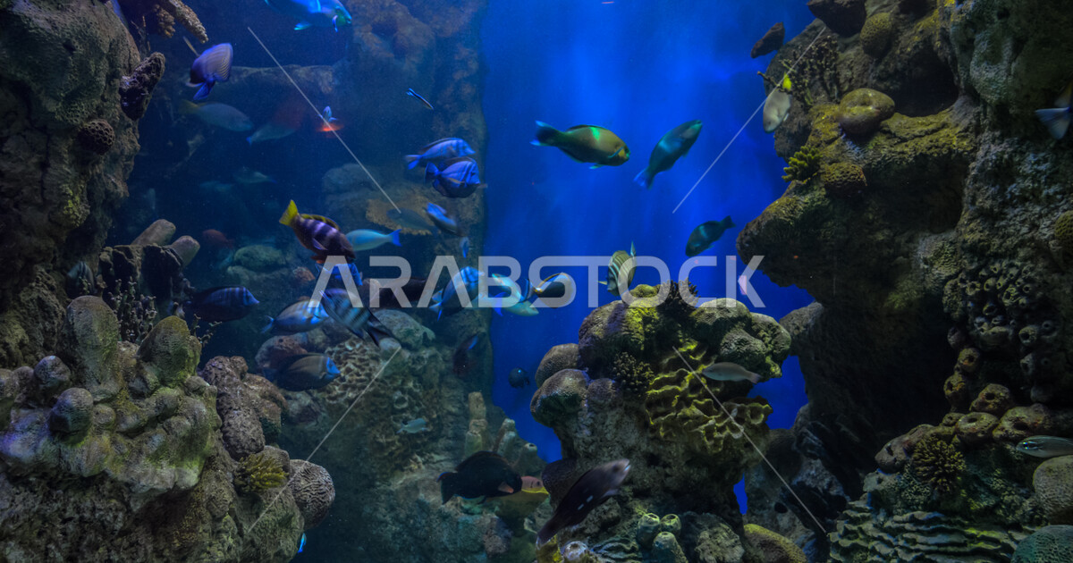 A picture of the fish inside the Fakih Aquarium in Jeddah in the ...