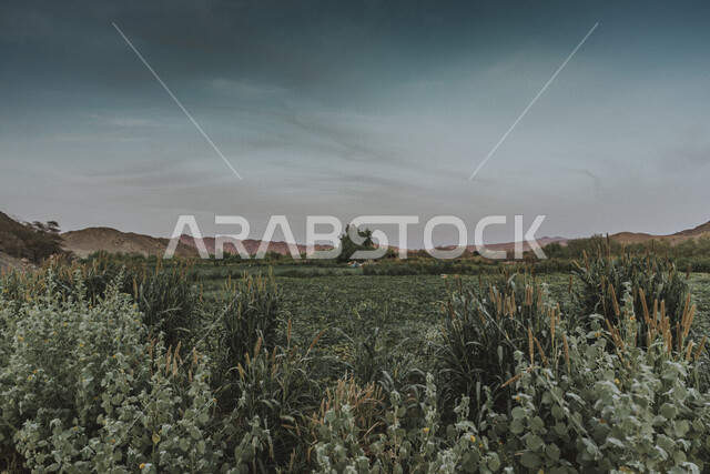 A picture of nature in Jeddah, Saudi Arabia, the beauty of the natural ...