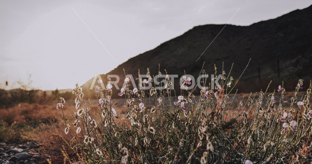 A picture of nature in Jeddah, Saudi Arabia, the beauty of the natural ...