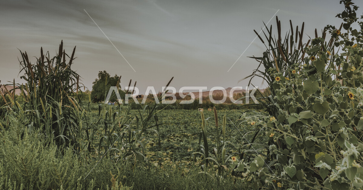 A picture of nature in Jeddah, Saudi Arabia, the beauty of the natural ...
