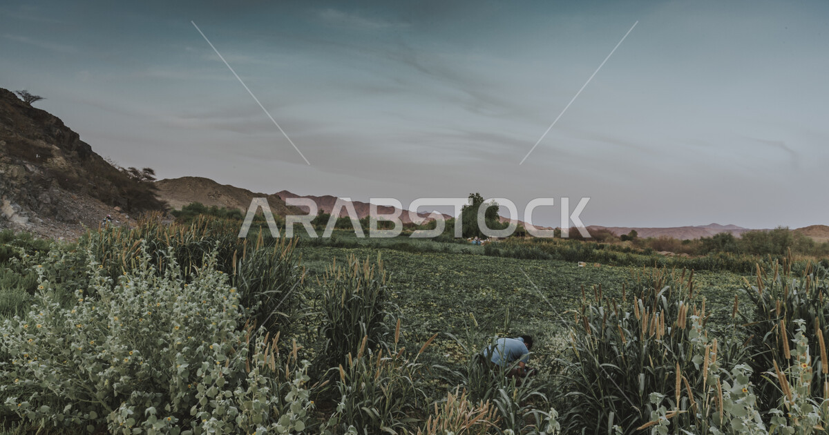 A picture of nature in Jeddah, Saudi Arabia, the beauty of the natural ...