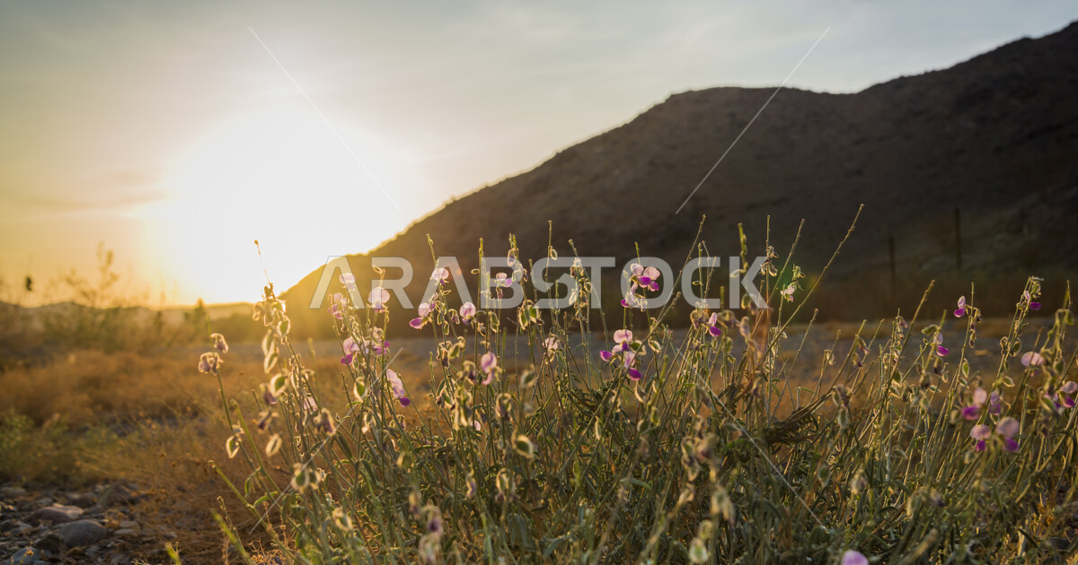 A picture of nature in Jeddah, Saudi Arabia, the beauty of the natural ...