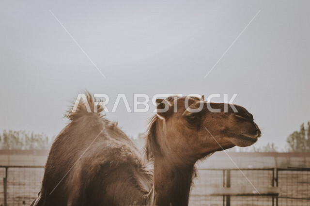 A picture of a camel animal in the Kingdom of Saudi Arabia, one of the ...