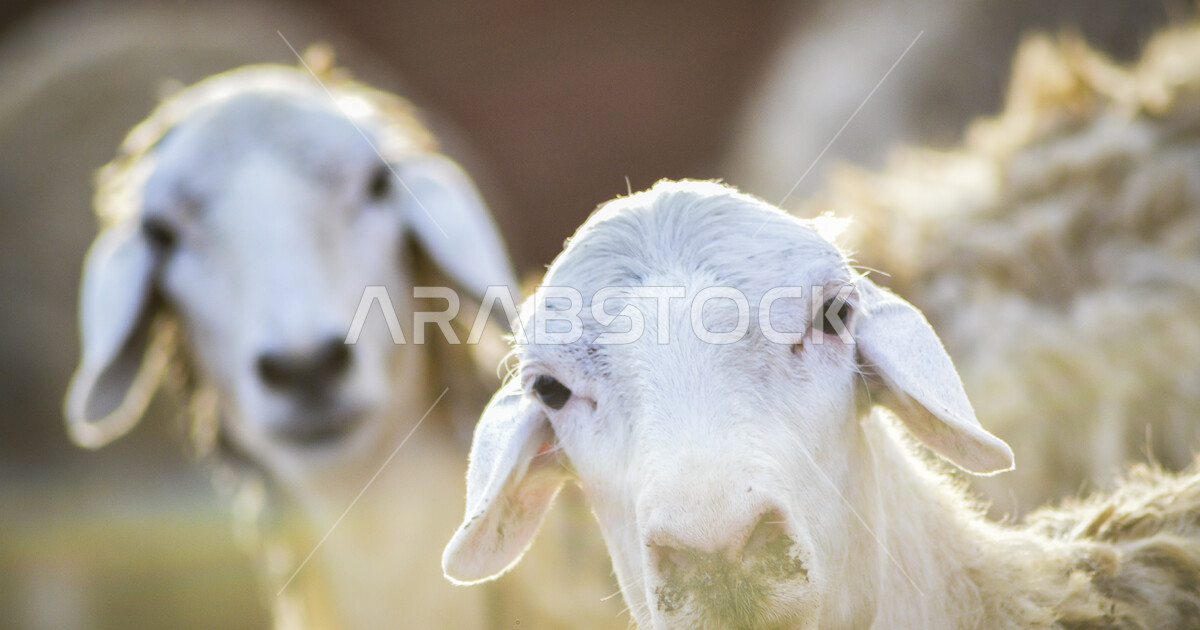 A herd of goats in one of the Arab farms in the Kingdom of Saudi Arabia ...