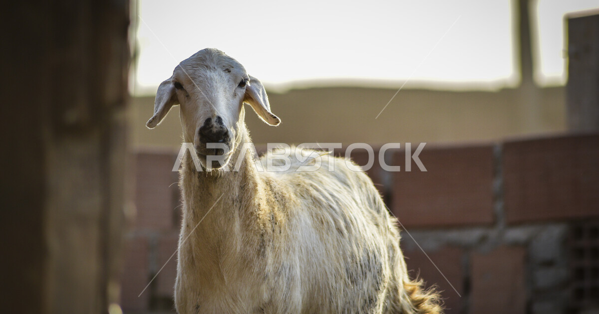 A herd of goats in one of the Arab farms in the Kingdom of Saudi Arabia ...