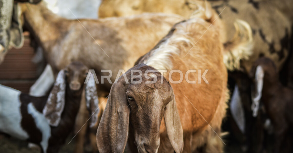 A herd of goats in one of the Arab farms in the Kingdom of Saudi Arabia ...