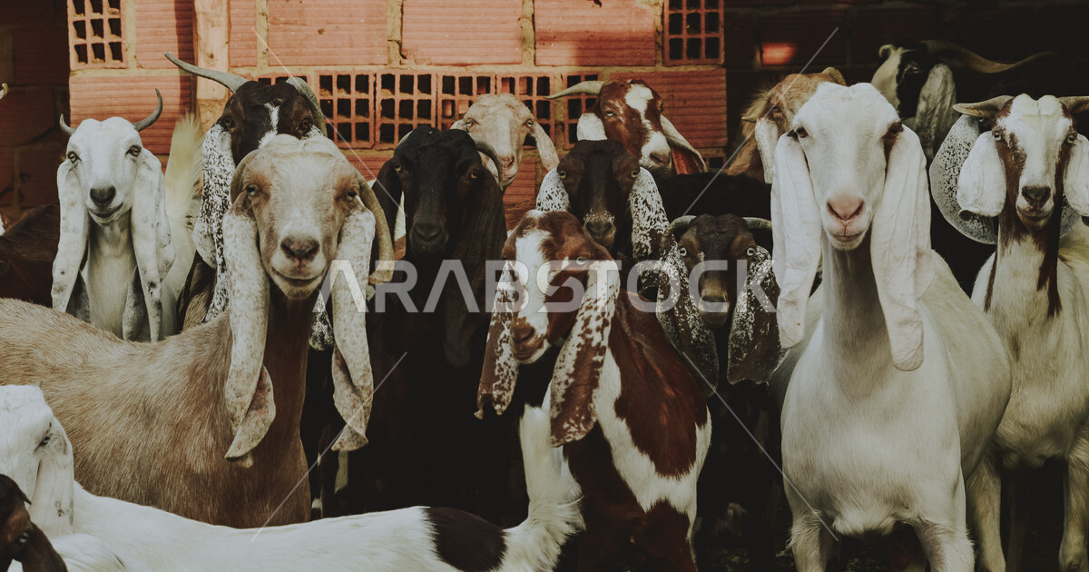 A herd of goats in one of the Arab farms in the Kingdom of Saudi Arabia ...