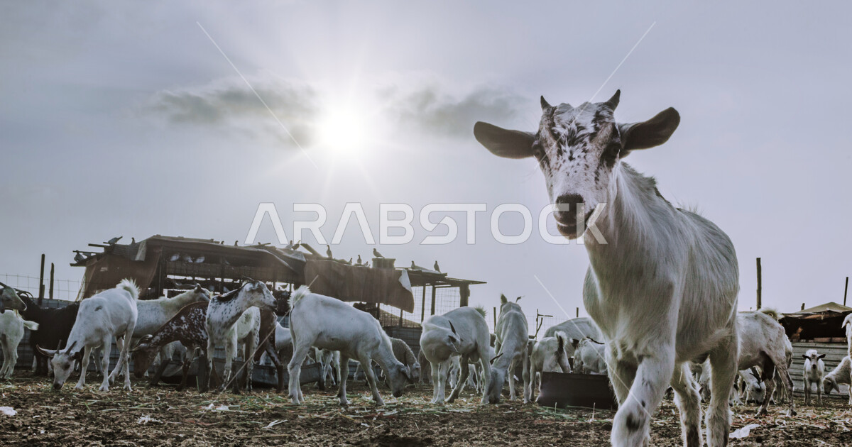 A herd of goats that live on farms in Saudi Arabia, a picture of goats ...