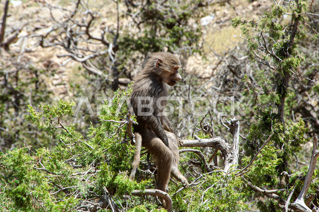 Nature reserves for mammal care, interest in raising wild animals, rocky nature in the Kingdom ...