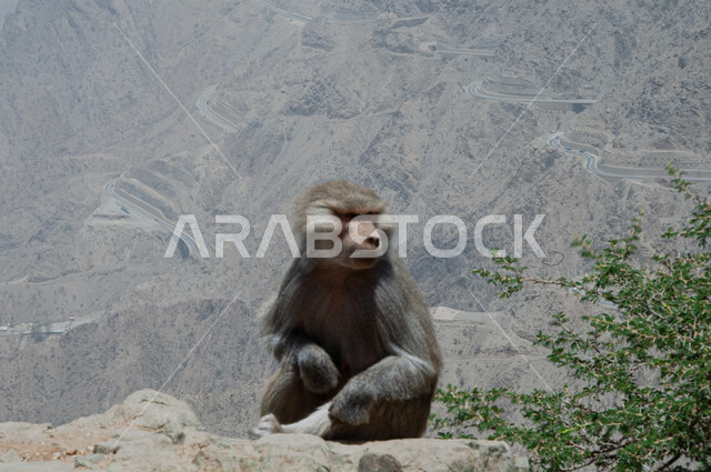 Nature reserves for mammal care, interest in raising wild animals ...