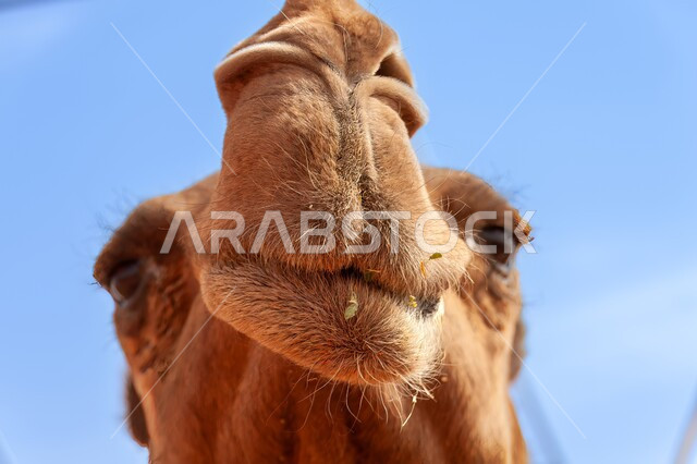 Natural reserves for camel breeding, caring for mammals and livestock ...