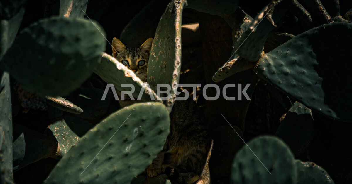 Prickly pear cactus plant, landscape, scenic beauty of nature in the ...