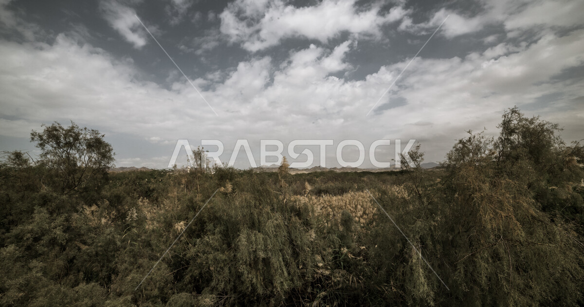 Desert herbs and plants, the beauty of nature in the green valley of ...