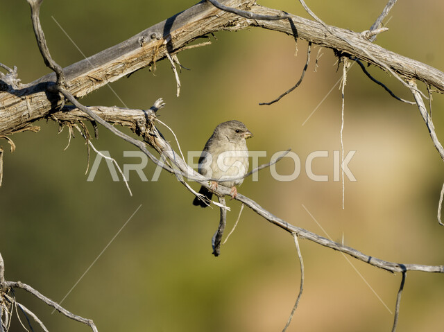 Wildlife concept, close up of Darwin's finché standing on a tree branch ...